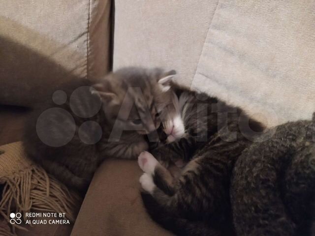 Котята
