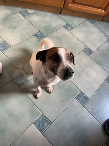 Джек Рассел Терьер бесплатно