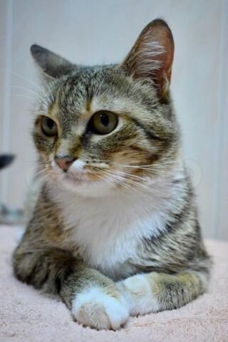 Кошка Софи 1,5 года ищет дом