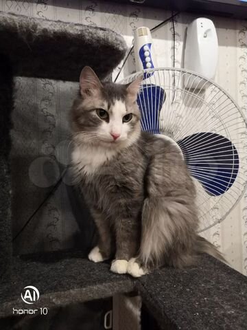 Отдам кота