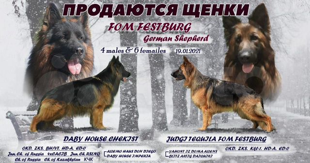 Немецкая овчарка длинношерстная щенки