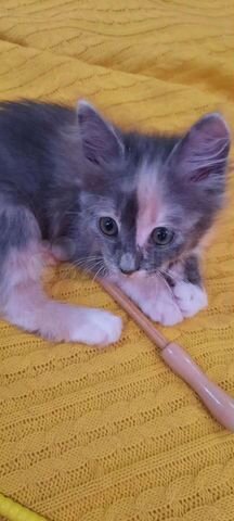 Кошка