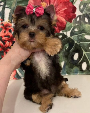 Йоркширский Терьер Девочка