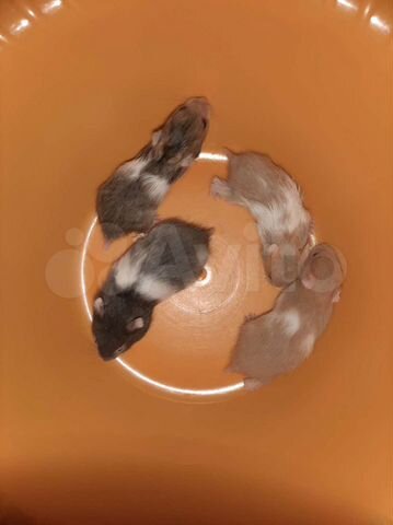 Сирийские хомячата