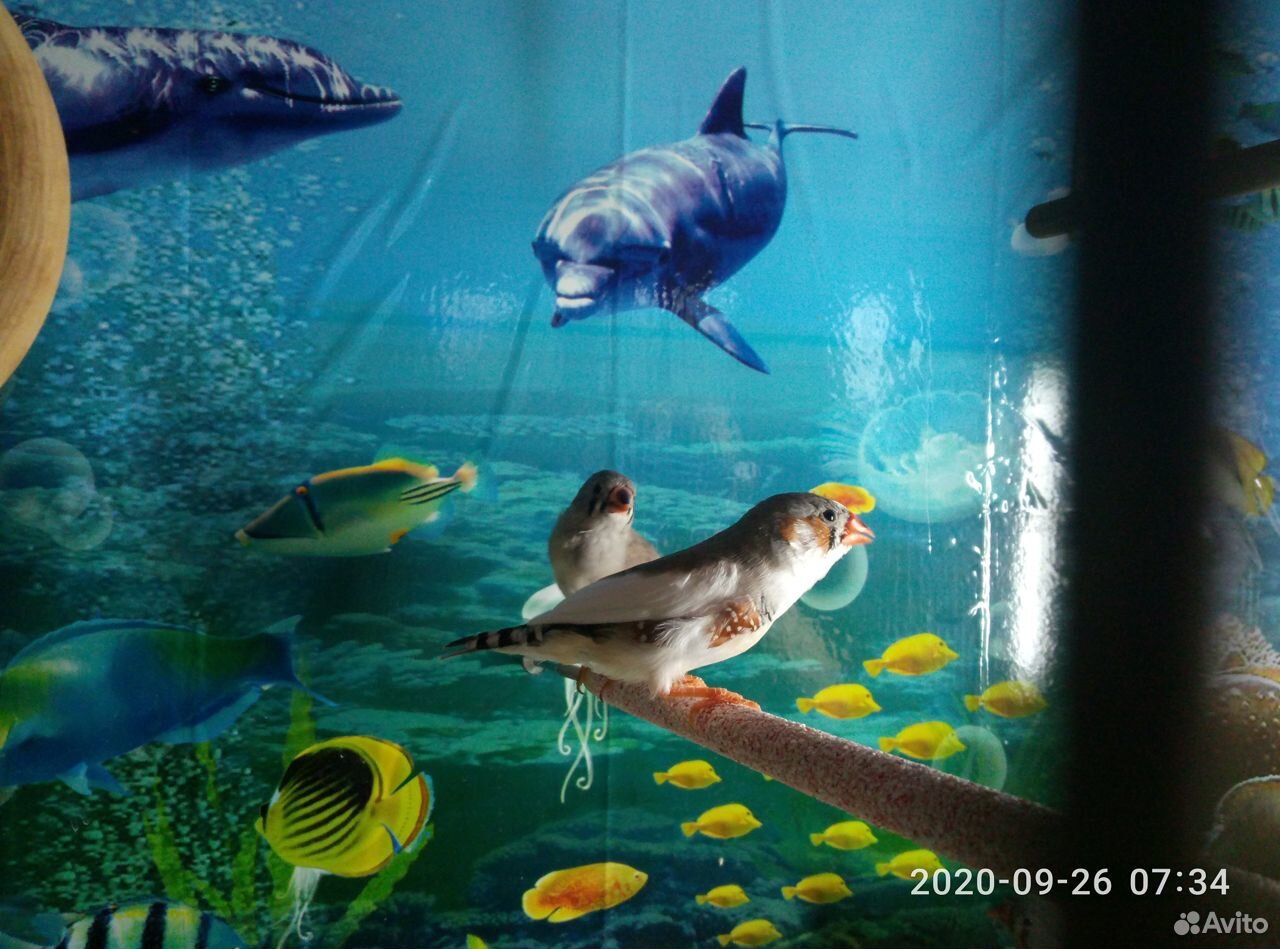 Зебровые амадины