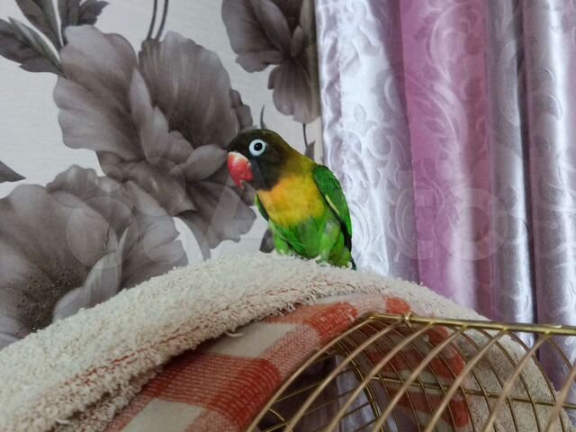 Попугай неразлучники ручные