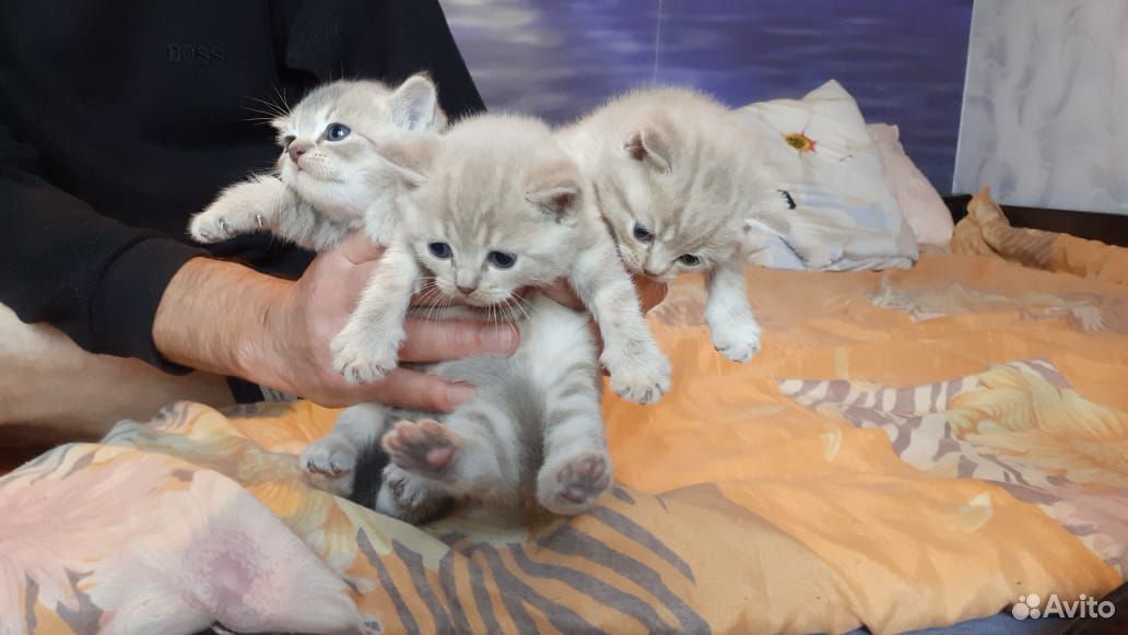Британские котята