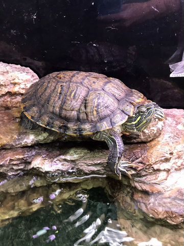 Черепаха с террариумом Ферпласт