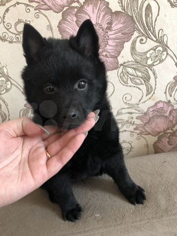 Щенки шипперке