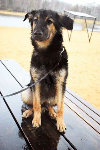 Щенок девочка Джес 4,5 мес