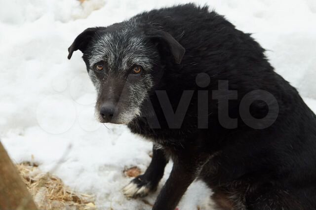 Старичок Черныш хочет дожить старость дома