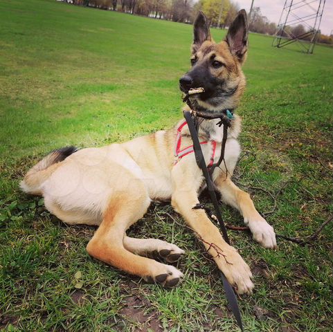 Щенок в добрые руки