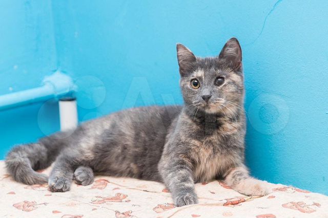 Котенок подросток в добрые руки