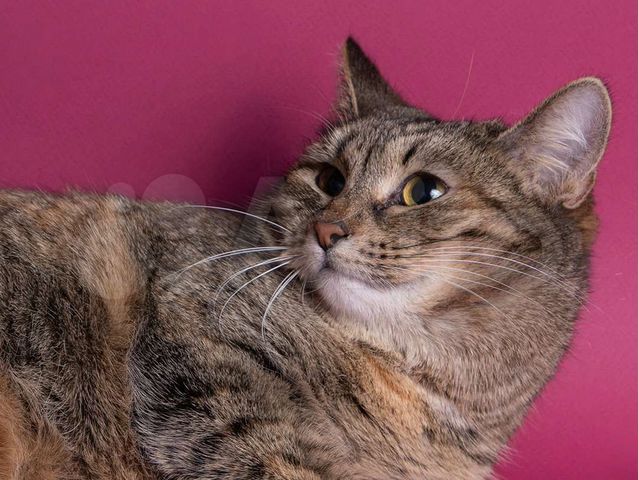 Кошка Маруся в дар