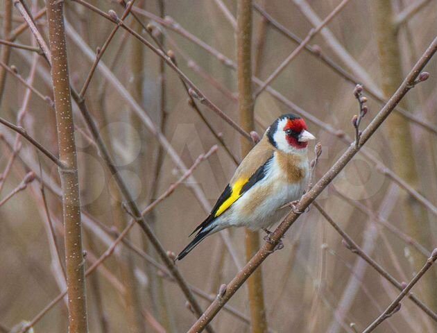 Щегол Чиж Чечотка