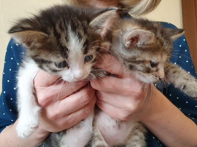 Котята в добрые руки