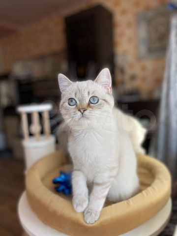 Голубоглазый котик