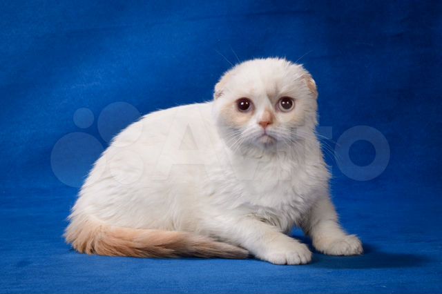 Шотландские черепашки