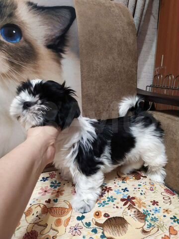 Щенок шит-цу