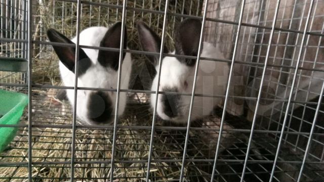 Кролики Калифорния