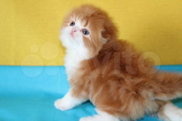 Красный котенок. Хайленд фолд