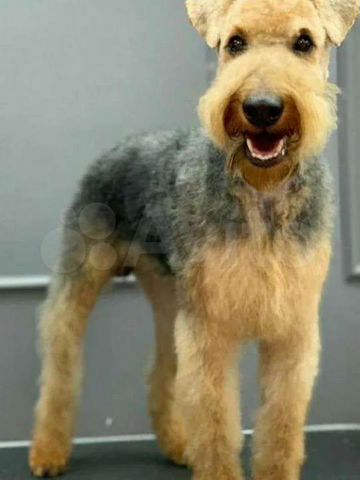 Вельштерьер