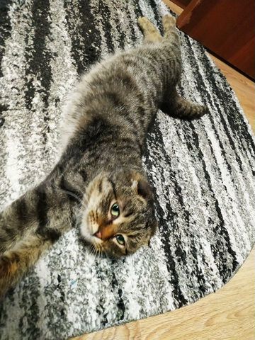 Кошечка милая вислоушка