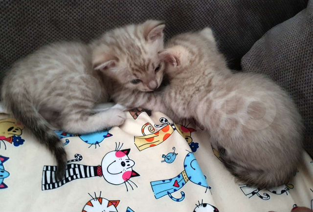 Бенгальские котята