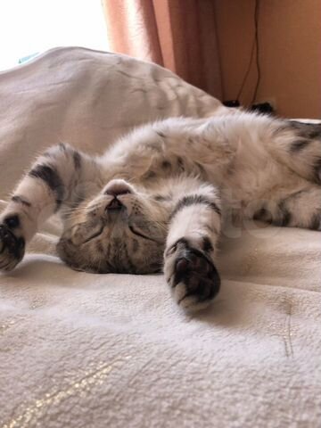 Вязка кота британца