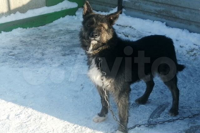 Мультик - охранник