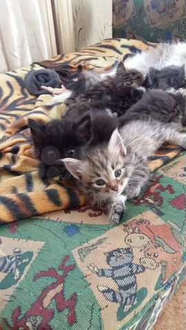 Котята пушистые миленькие маленькие в добрые руки