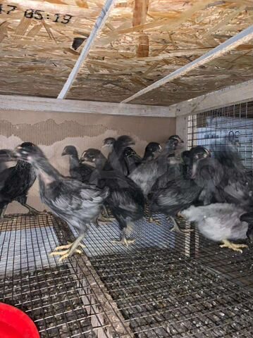 Цыплята несушки