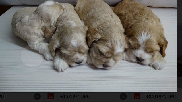 Кокер спаниель американский