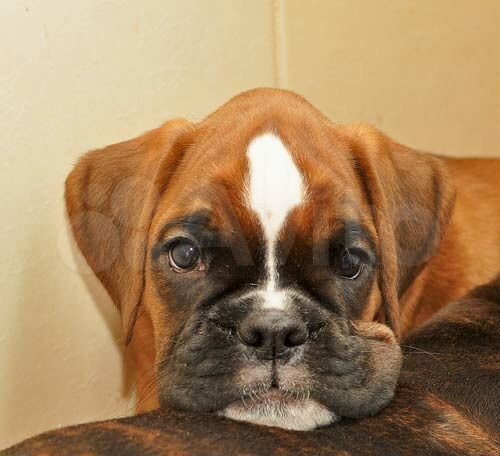 Рыжие щенки боксера