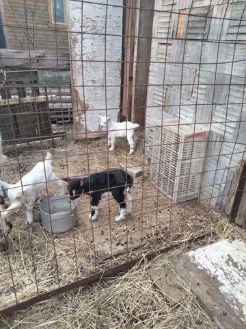 Отдам бесплатно недельных козлят