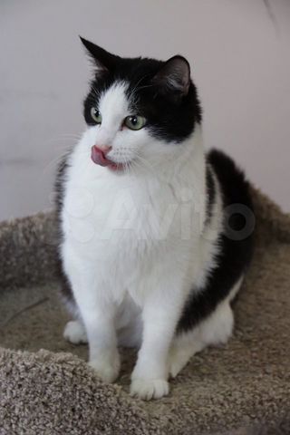 Кот бесплатно