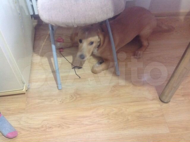 Собаки бесплатно в добрые руки щенок 5 месяцев. Иг