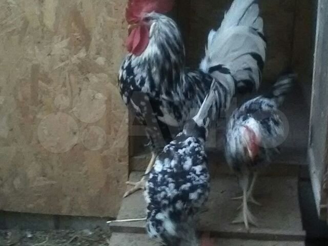 Продажа инкубационного яйца