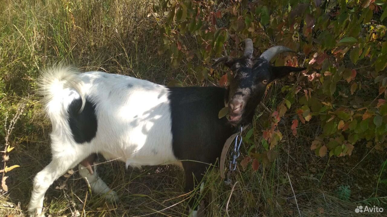 Продаётся коза