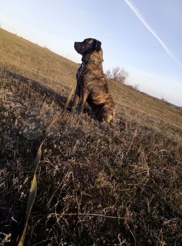 Кане корсо кобель