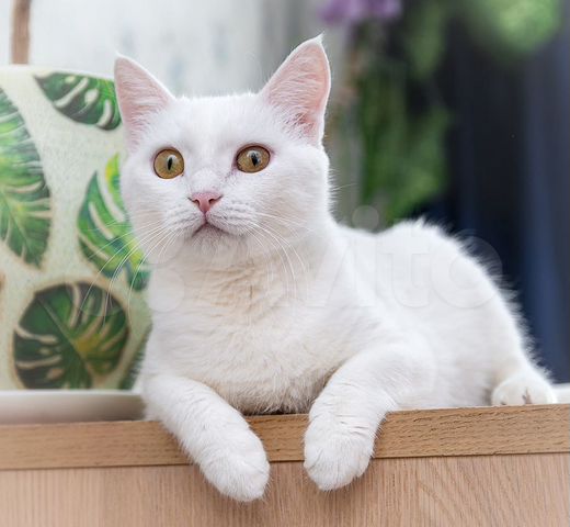 Белоснежная кошечка Сима ищет дом