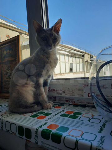 Кошки в добрые руки бесплатно