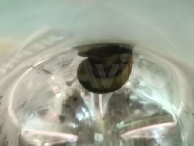 Улитка спикси