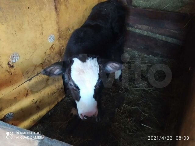 Продаю скатину