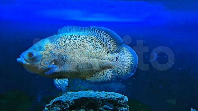 Астронотус