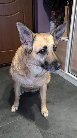 Буся ищет дом