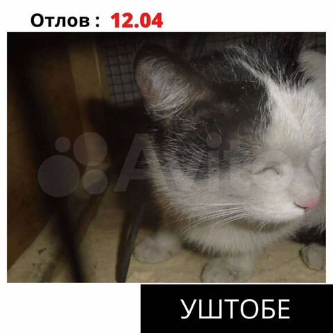 SOS,спасти от убийства,кошка в беде