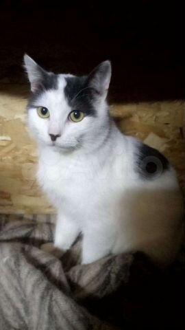 Идеальный Нильс для семьи