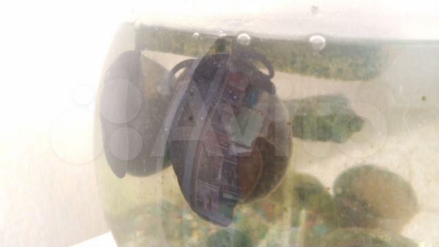 Улитка ампулярия для аквариума с рыбками