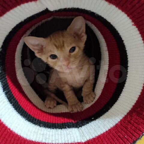 Котята Донской сфинкс мальчик